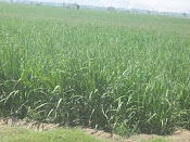 Política Sostenible aplicada en Azucarera de Tumán: Competencia: Paramonga