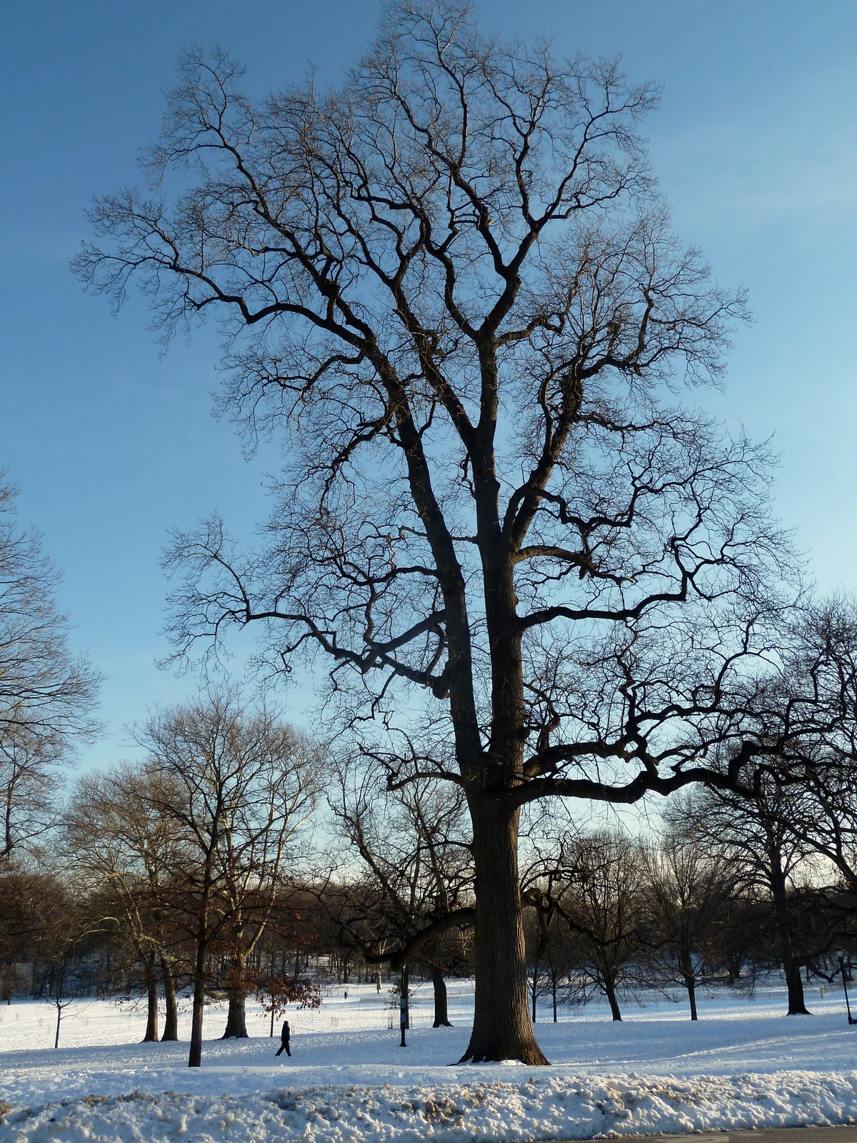 Outside Now: Tulip Fever