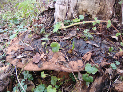 Fomes fomentarius: 樹舌靈芝Ganoderma applanatum