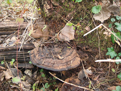 Fomes fomentarius: 樹舌靈芝Ganoderma applanatum