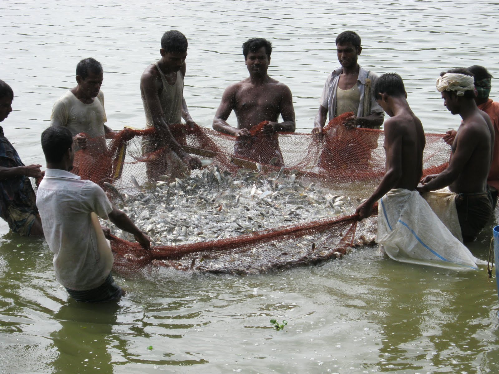BANGLADESH FISHERIES SOCIETY: They're taking me to Bangladesh