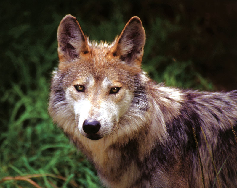 AFRICAM SAFARI: LOBO MEXICANO