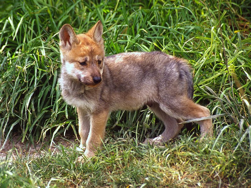 Lobo mexicano bebé - Imagui