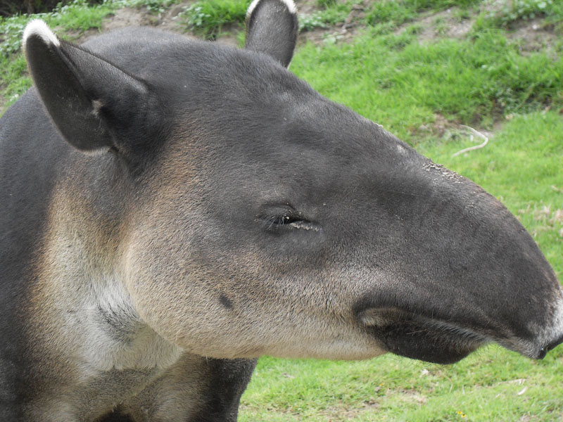 AFRICAM SAFARI: TAPIR CENTROAMERICANO