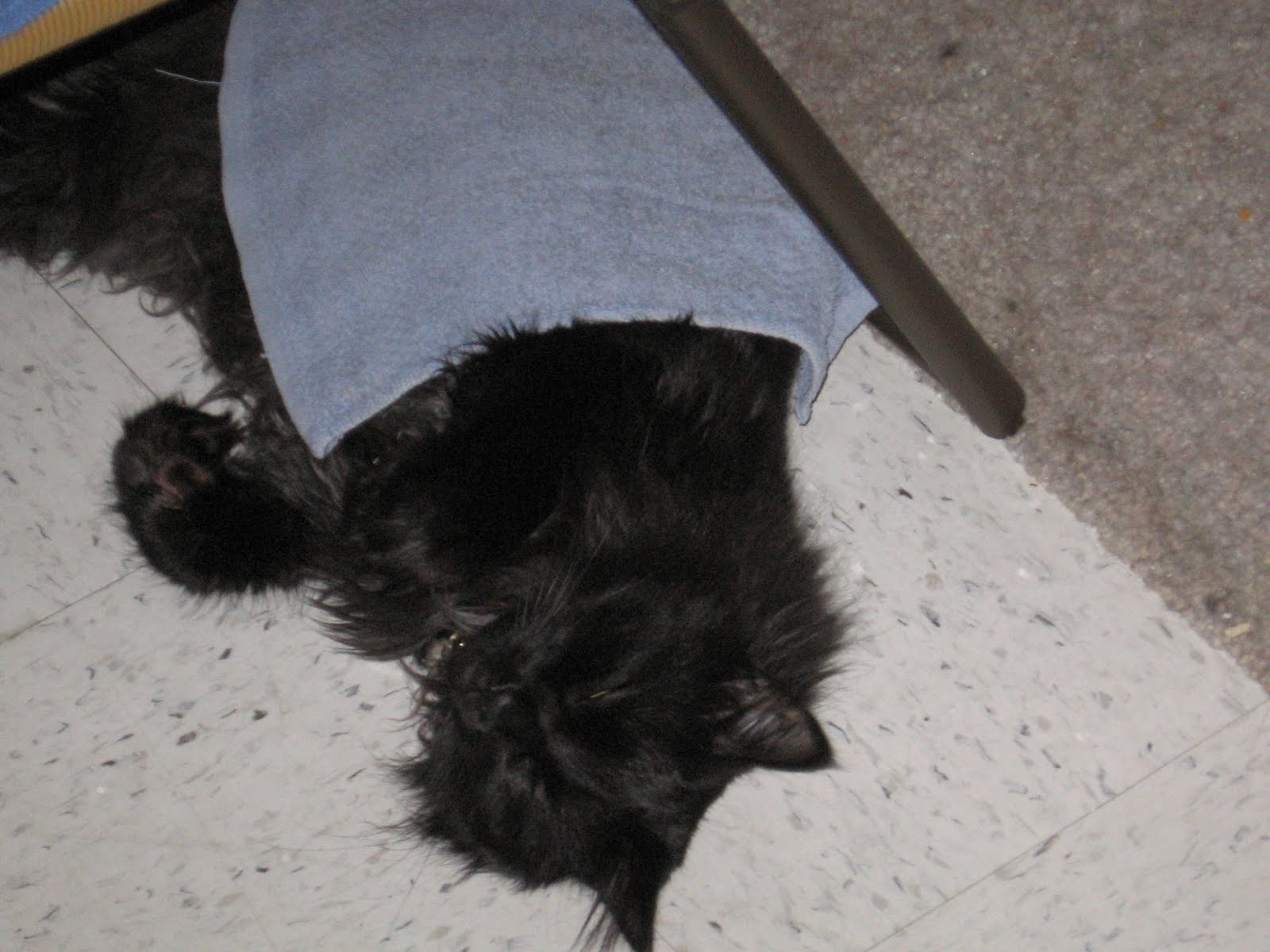 The Gimp Chronicles: Shade-Stealing Crips: Obligatory cat roll-call...