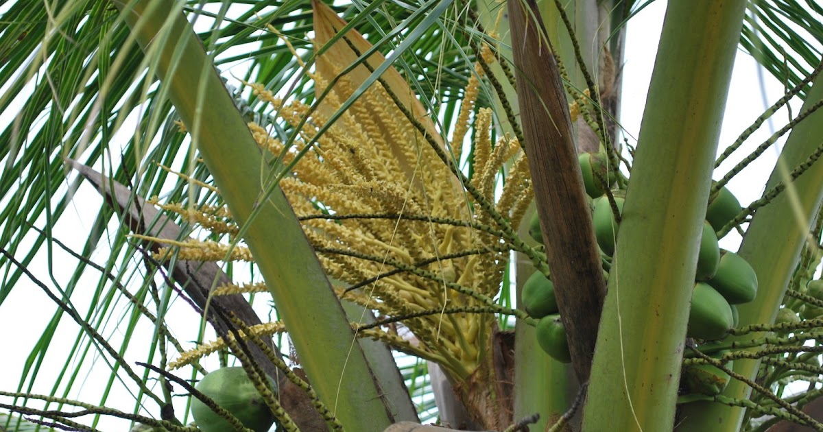 PALM: BUNGA KELAPA