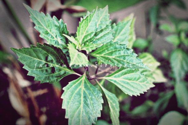 Teh Misai Kucing...Purple Cat's Whiskers Tea