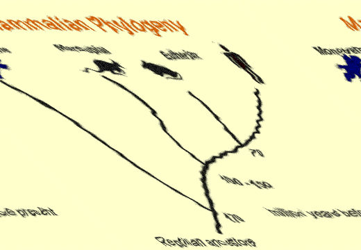The Tree of Life: Twisted Tree of Life Award #9: Nature News on the ...