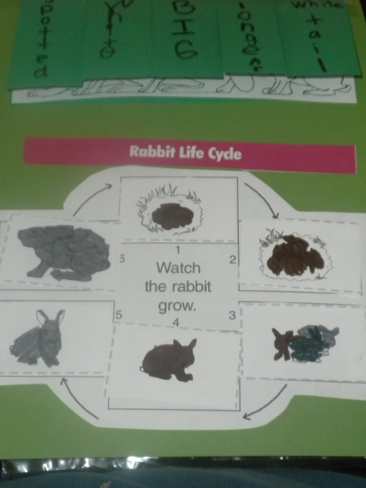 the Story of My World: Rabbit Lapbook