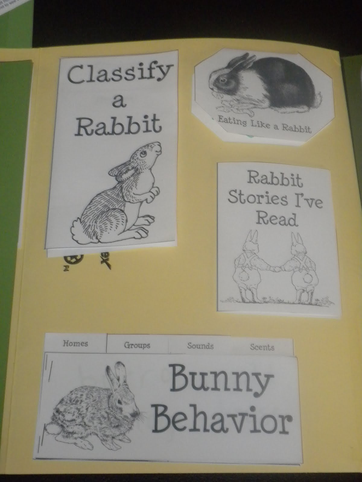 the Story of My World: Rabbit Lapbook
