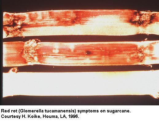 What is Redrot of sugarcane