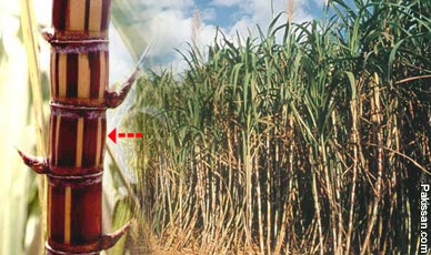 What is Redrot of sugarcane