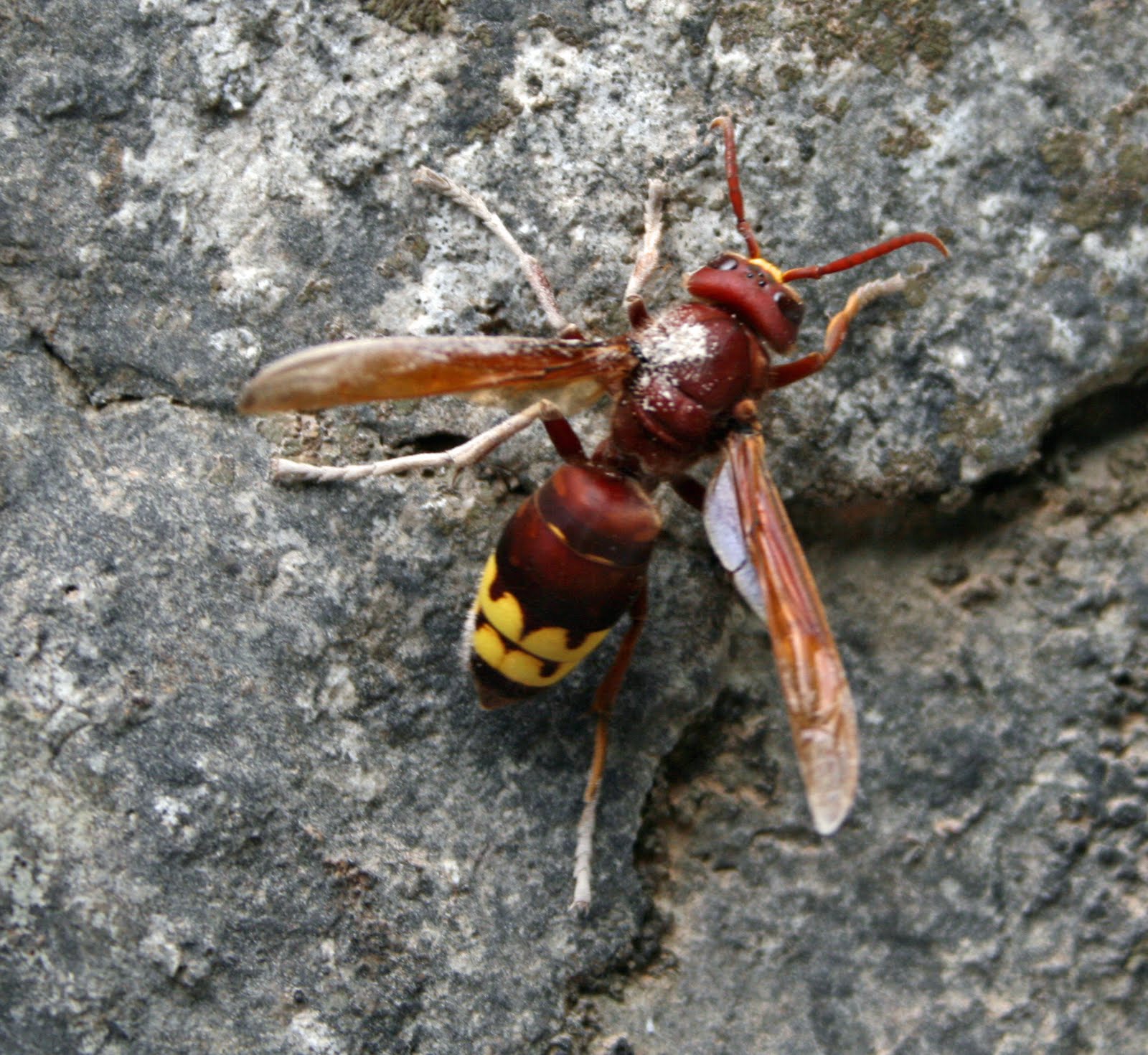 Wildlife Conservation from the Heart of the Levels in Somerset UK ...
