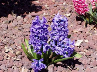 The Body Of Heaven: "While Doc was in the flesh he was Post Diluvian.."