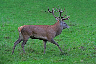სასწავლო პროექტი