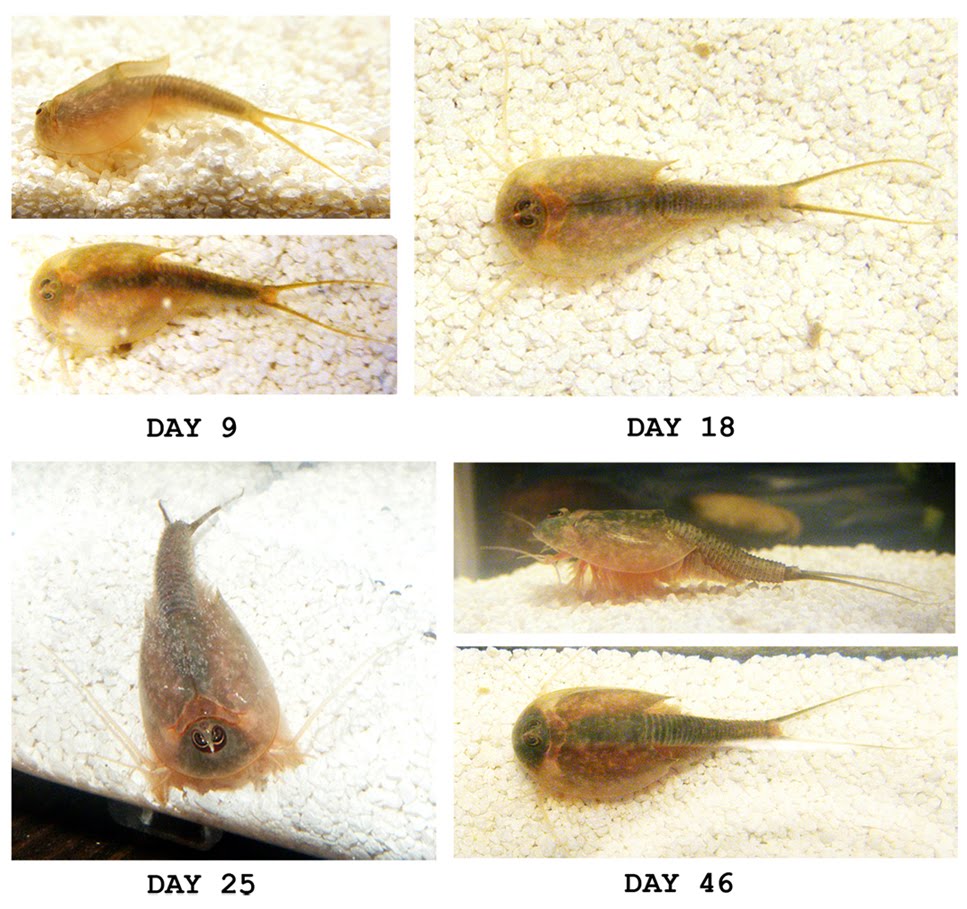 * THE SUPER SECRET CLUBHOUSE: TRIOPS