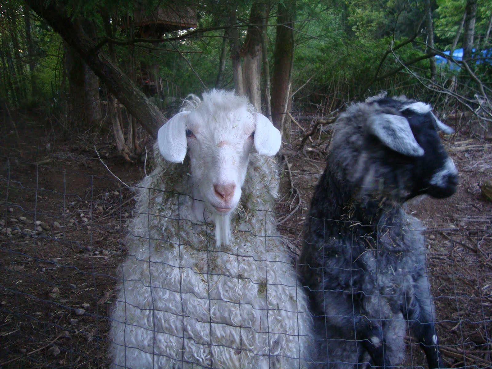 Grandpa Jim's Garden: A Tale of Two Bad Goats