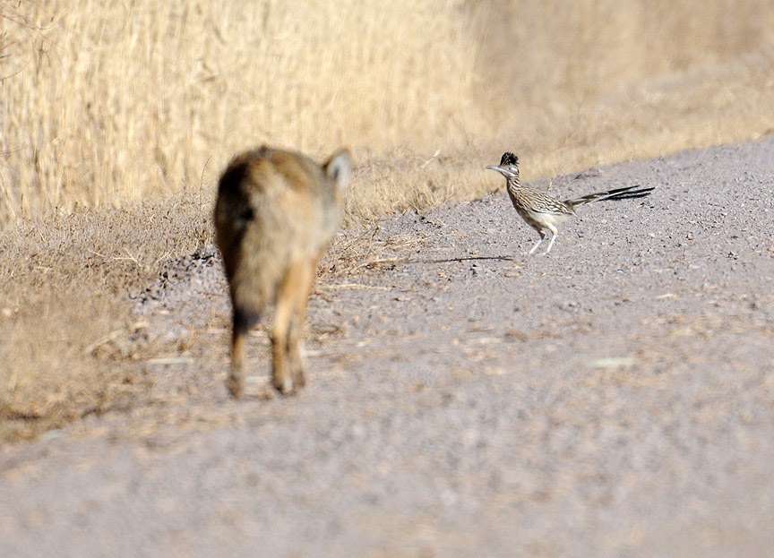 The Obligate Scientist: Real world Coyote vs. Roadrunner!