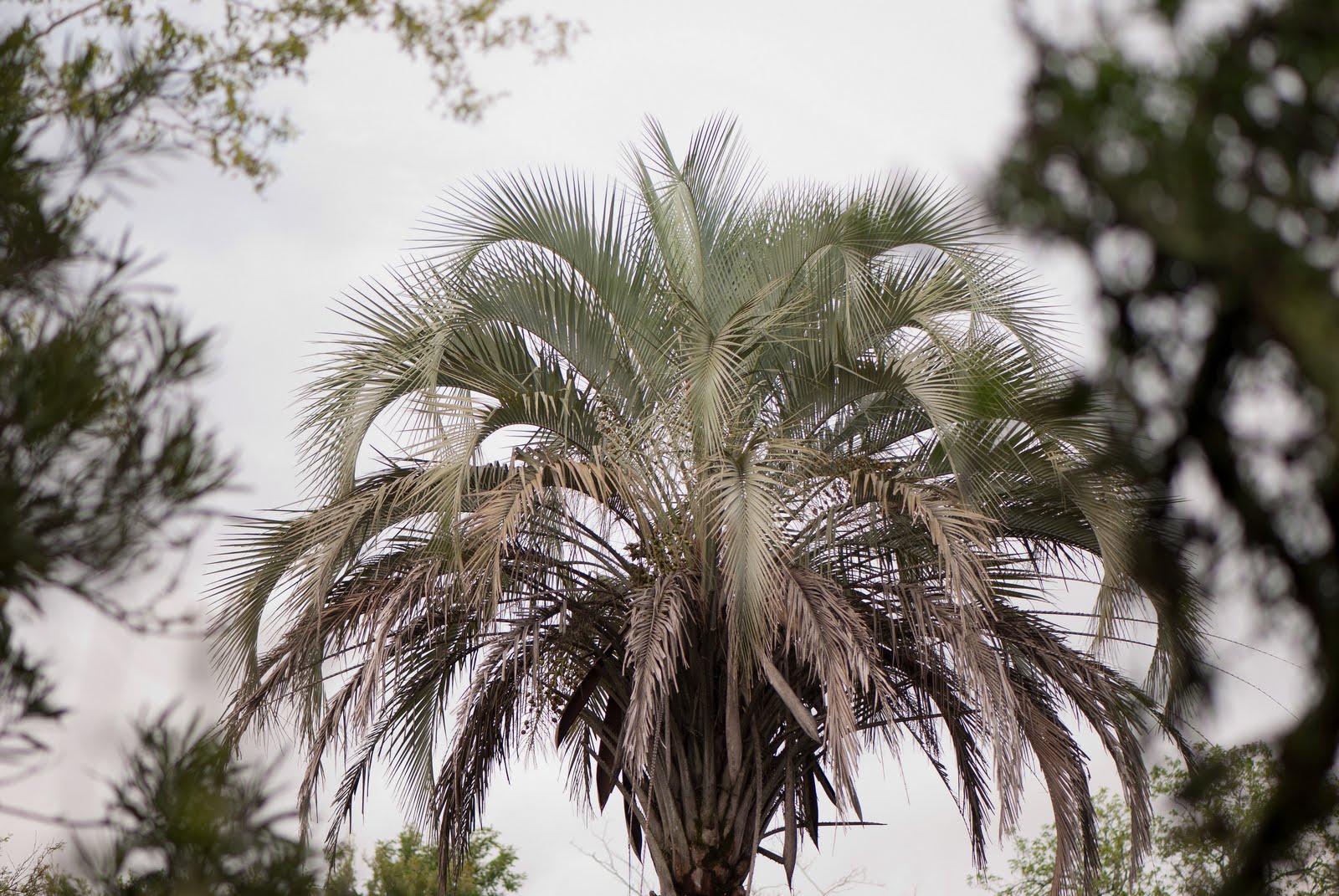 FOTOGRAFIAS DE LA FLORA AUTOCTONA DEL URUGUAY: BUTIA YATAY