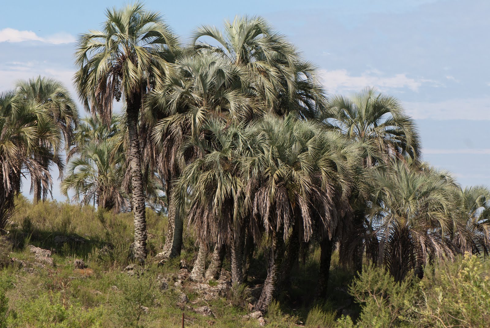 FOTOGRAFIAS DE LA FLORA AUTOCTONA DEL URUGUAY: BUTIA YATAY