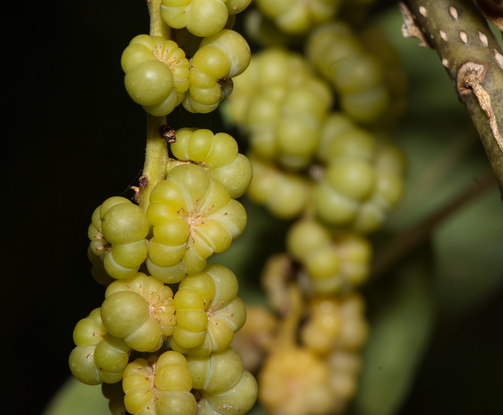 FOTOGRAFIAS DE LA FLORA AUTOCTONA DEL URUGUAY: OMBÚ
