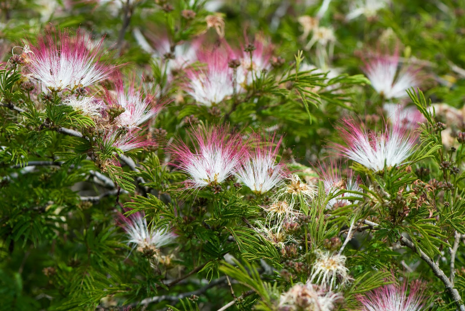 FOTOGRAFIAS DE LA FLORA AUTOCTONA DEL URUGUAY: PLUMERILLO ROSADO