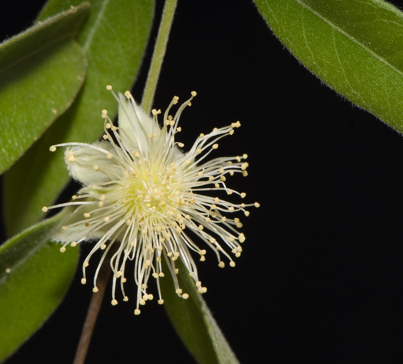 FOTOGRAFIAS DE LA FLORA AUTOCTONA DEL URUGUAY: UBAJAY