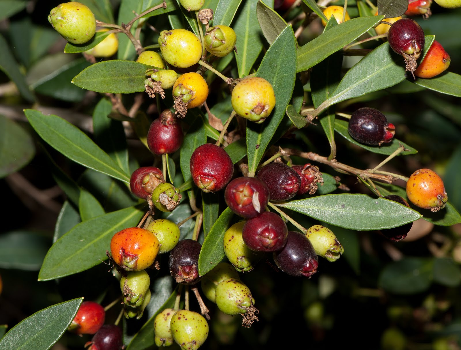 FOTOGRAFIAS DE LA FLORA AUTOCTONA DEL URUGUAY: MURTA