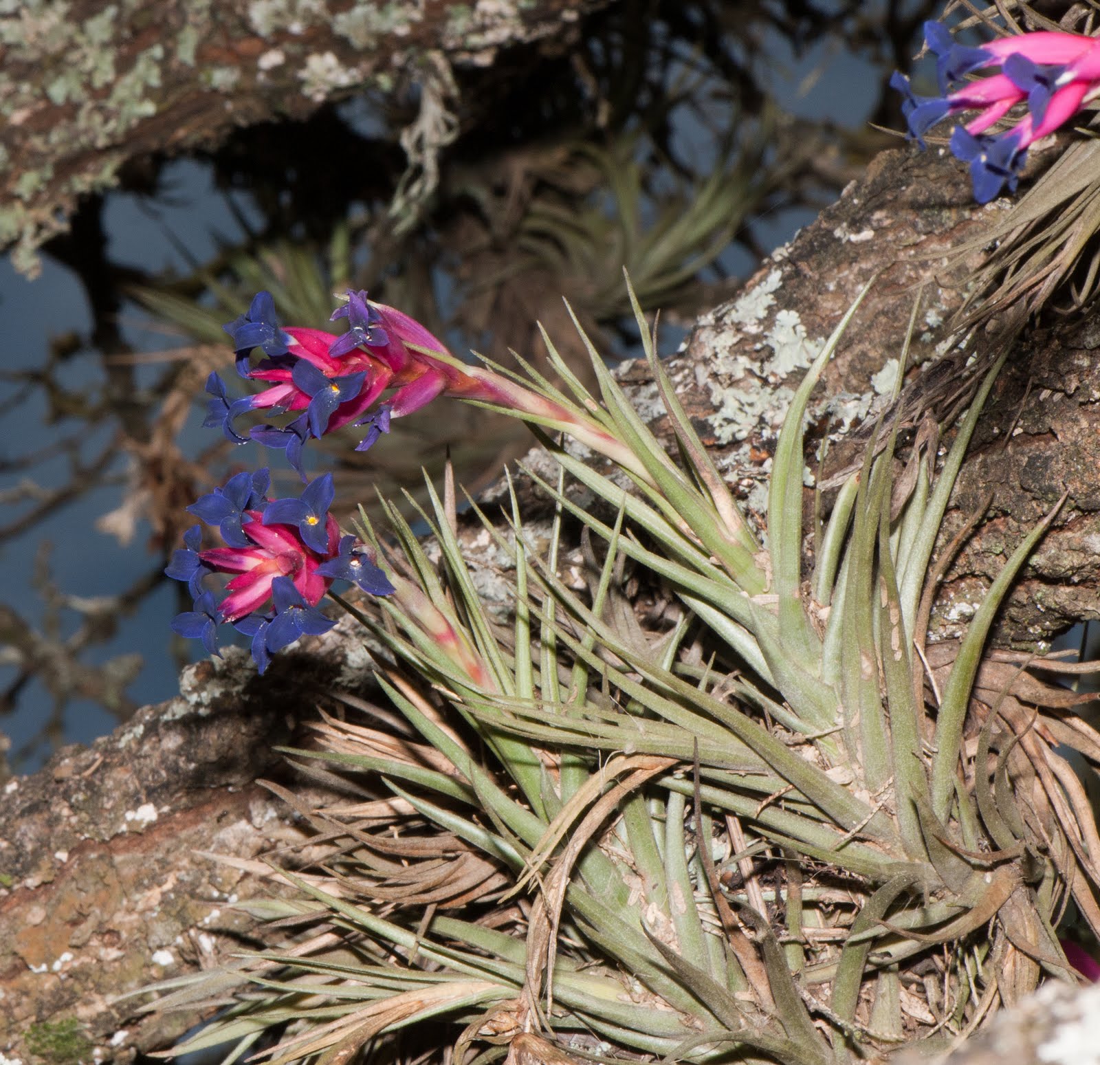 FOTOGRAFIAS DE LA FLORA AUTOCTONA DEL URUGUAY: CLAVEL DEL AIRE COMUN