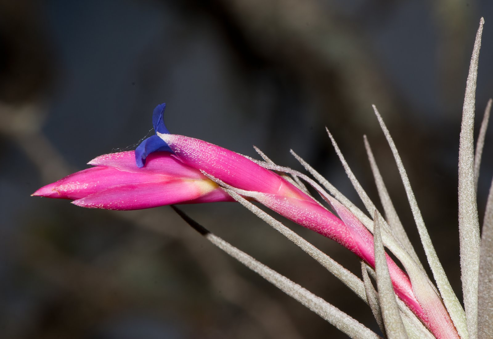 FOTOGRAFIAS DE LA FLORA AUTOCTONA DEL URUGUAY: CLAVEL DEL AIRE COMUN