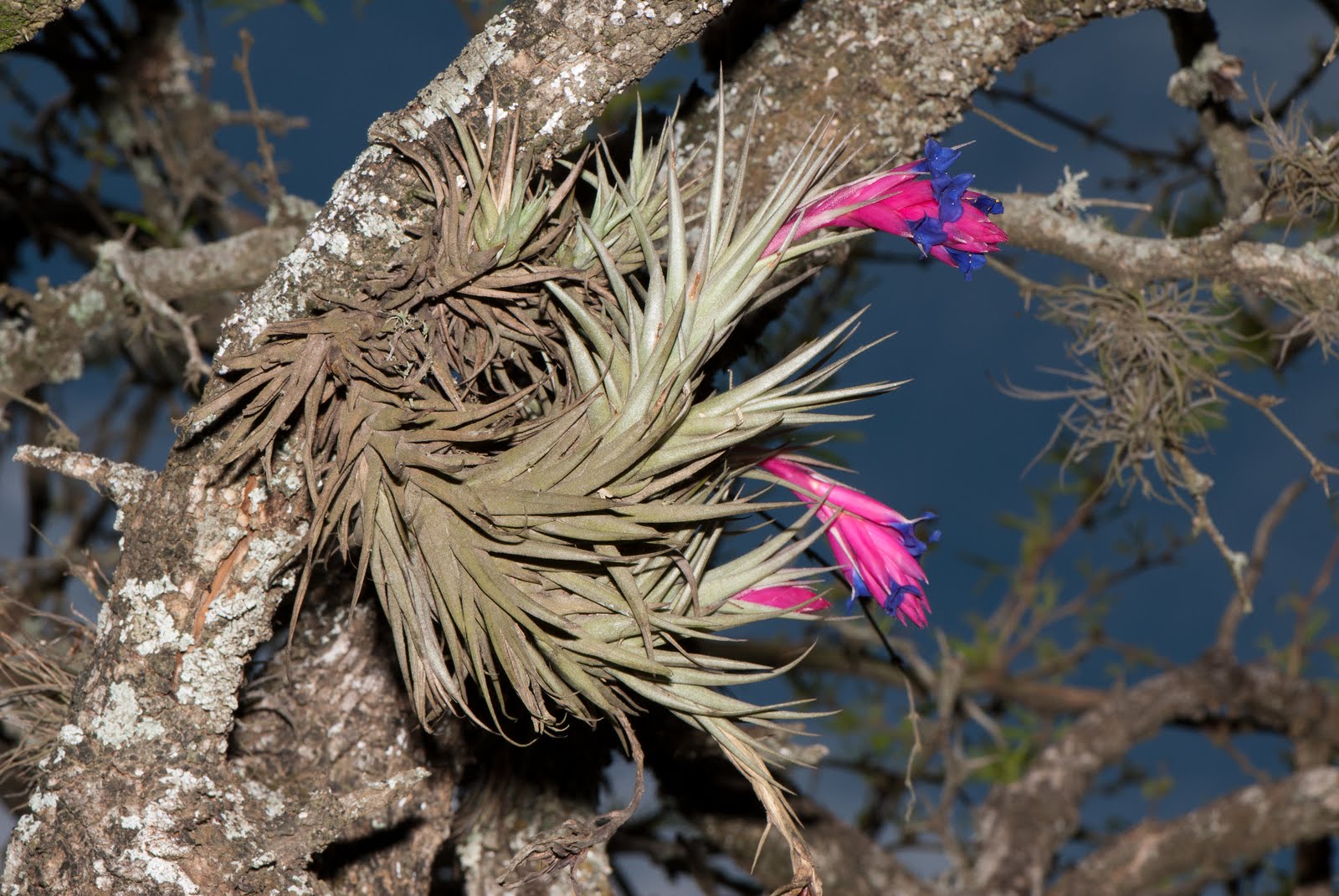 FOTOGRAFIAS DE LA FLORA AUTOCTONA DEL URUGUAY: CLAVEL DEL AIRE COMUN