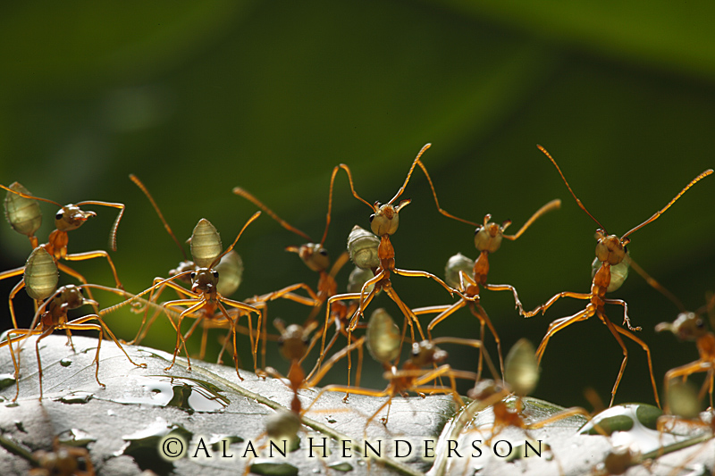 Minibeast Wildlife - Rainforest Encounters: Destination Melbourne Museum