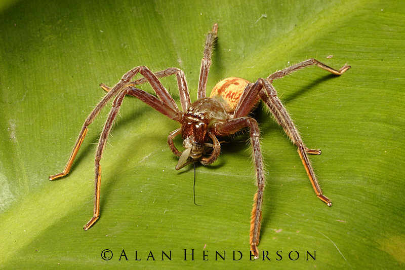 Minibeast Wildlife - Rainforest Encounters: Bright orange amongst the green