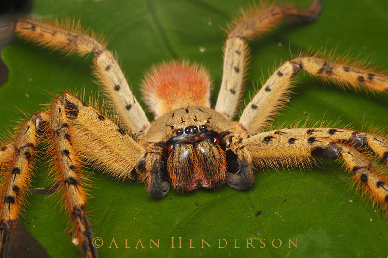 Minibeast Wildlife - Rainforest Encounters: Another Tiger Huntsman!