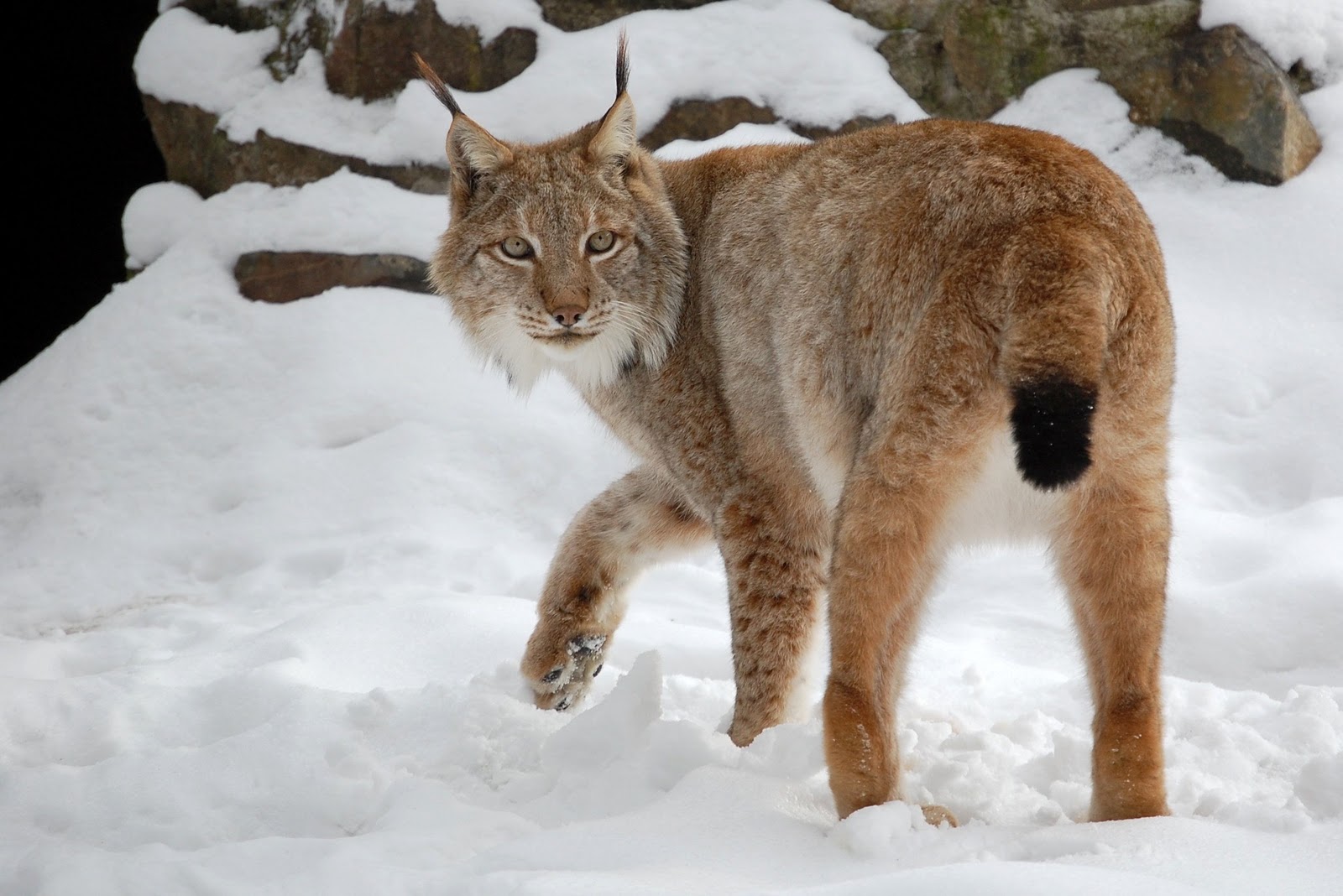 Luchs ist das Tier des Jahres 2011