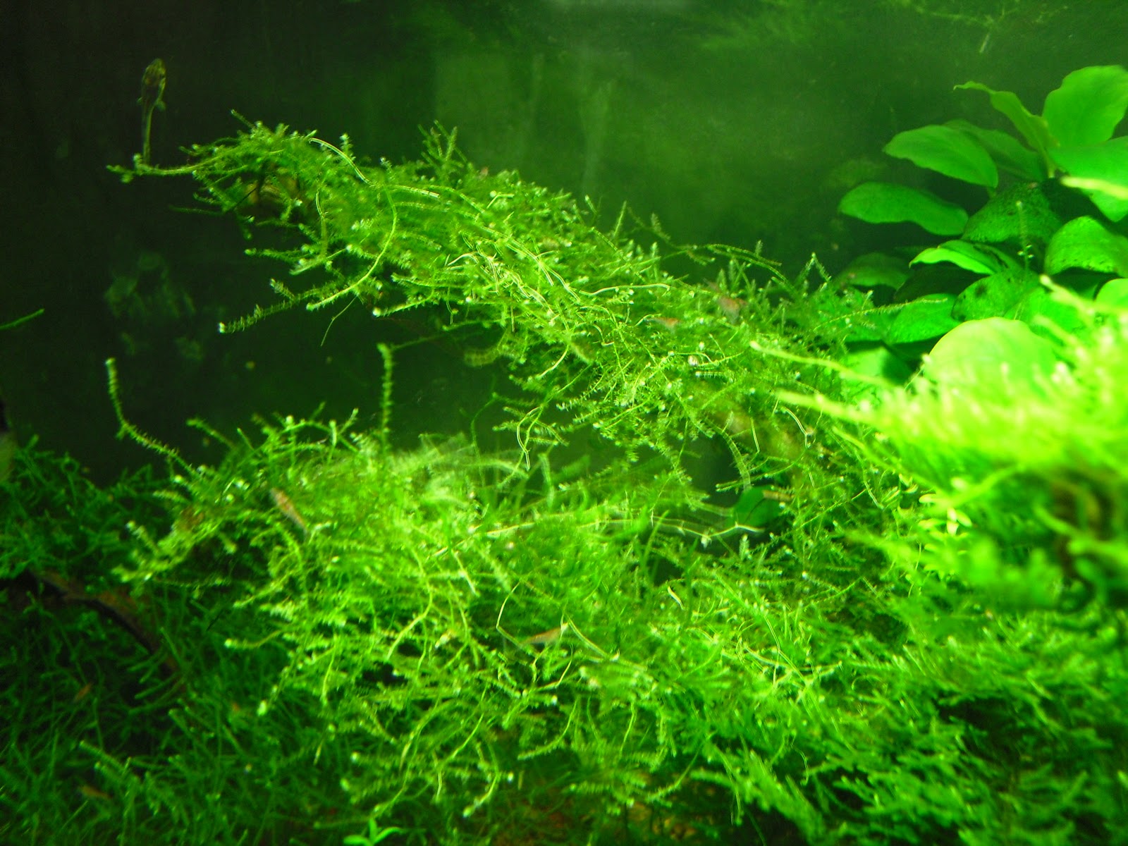 RAJIV'S AQUARIA PAGES: Moss Paradise::Moss tank.