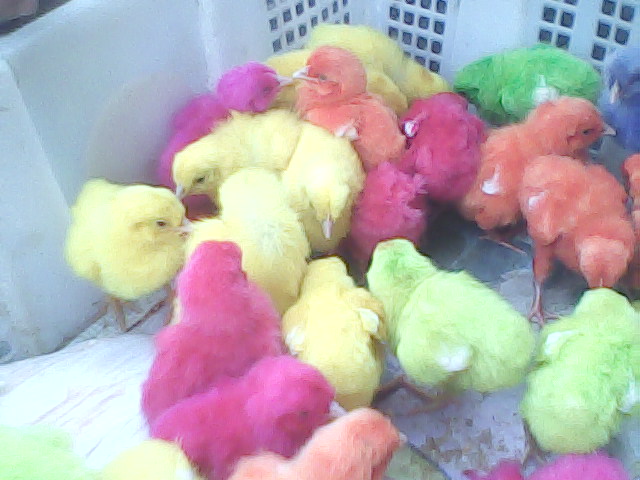 The Quack Chef: Sisiw