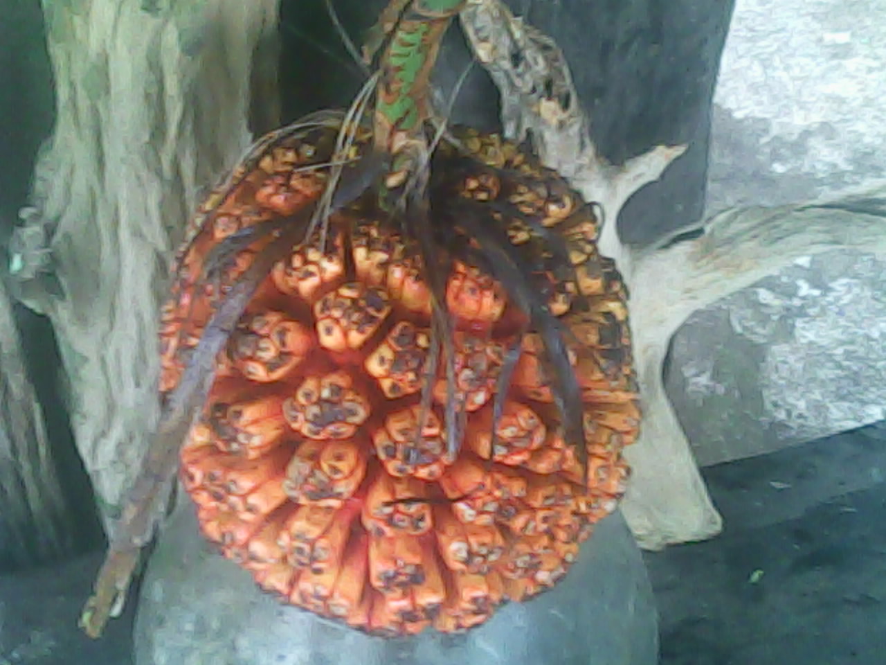 The Quack Chef: The Pandan Fruit