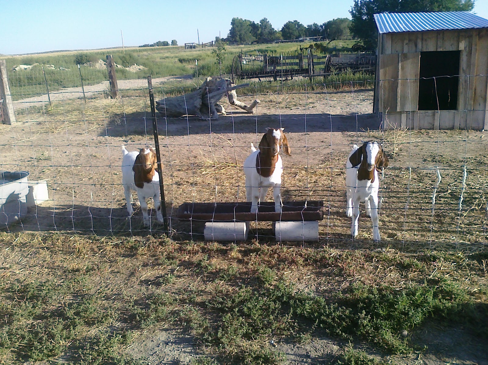 Twister Alley Ranch: Photos of the Ranch!