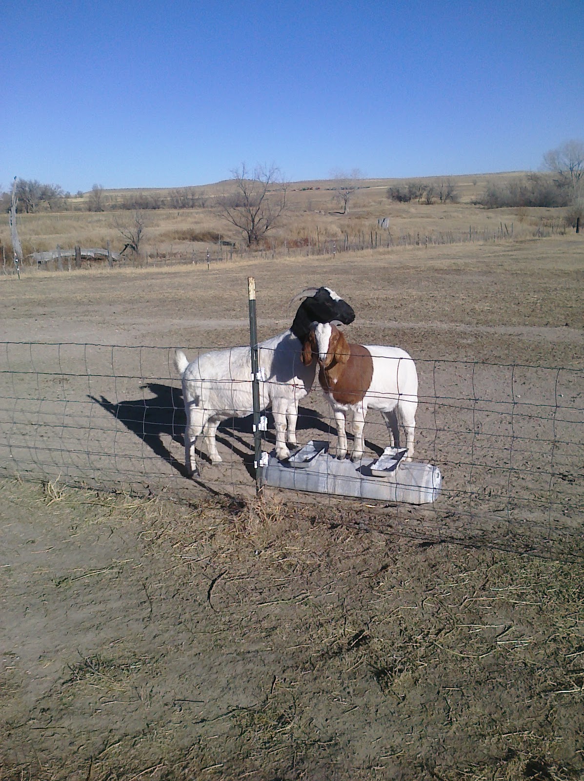 Twister Alley Ranch: Photos of the Ranch!