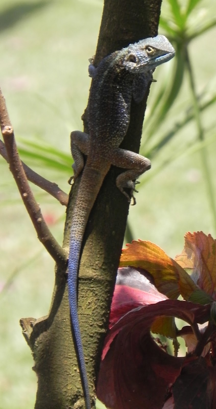David and Beth in Uganda: Hi, Muzungu!