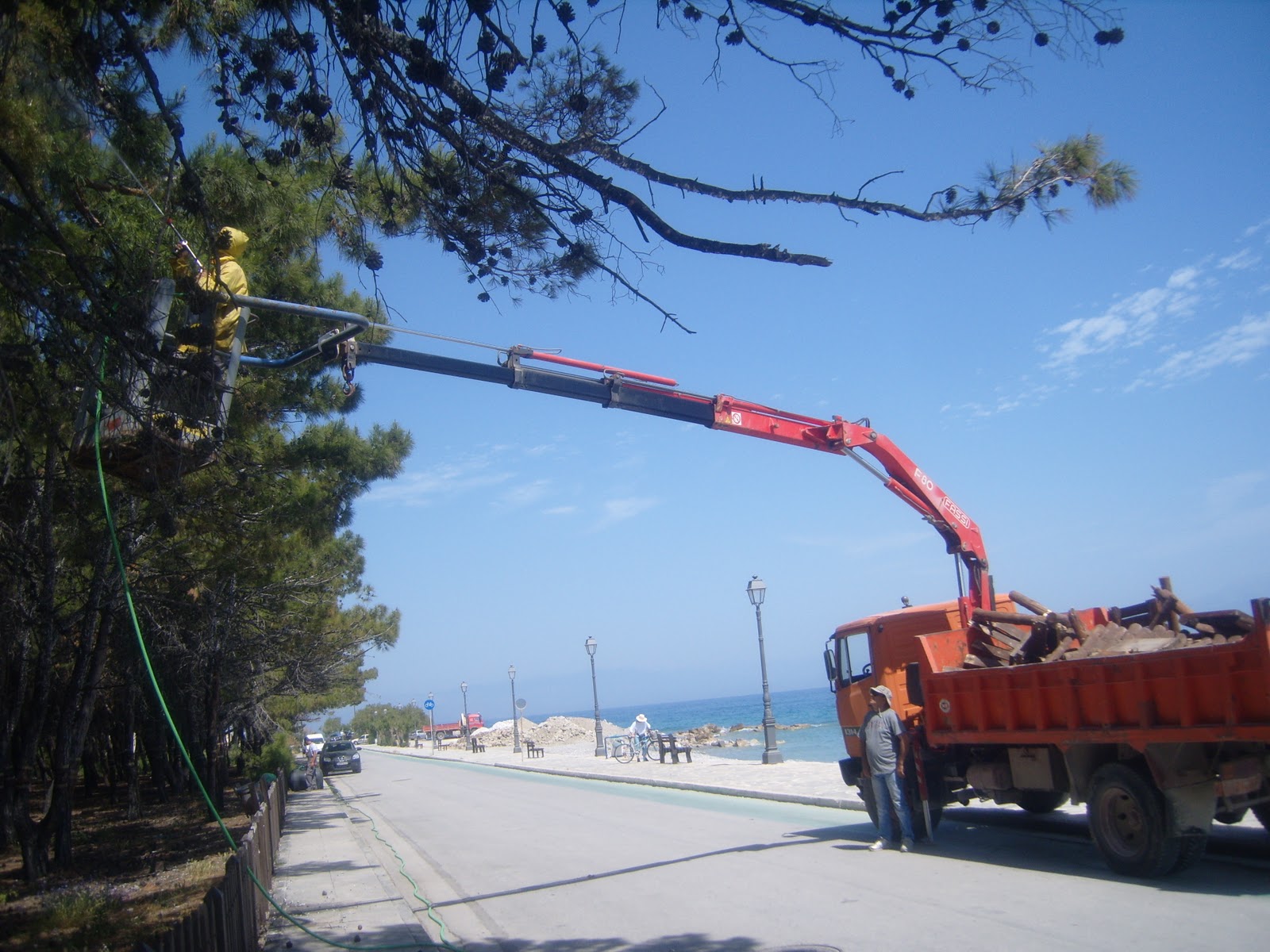 ΔΕΝΔΡΟ&ΤΕΧΝΗ ΠΛΥΣΙΜΟ ΨΕΚΑΣΜΑ ΠΕΥΚΩΝ ΚΑΘΑΡΙΣΜΑ ΑΠΟ ΒΑΜΒΑΚΙΑΣΗ.
