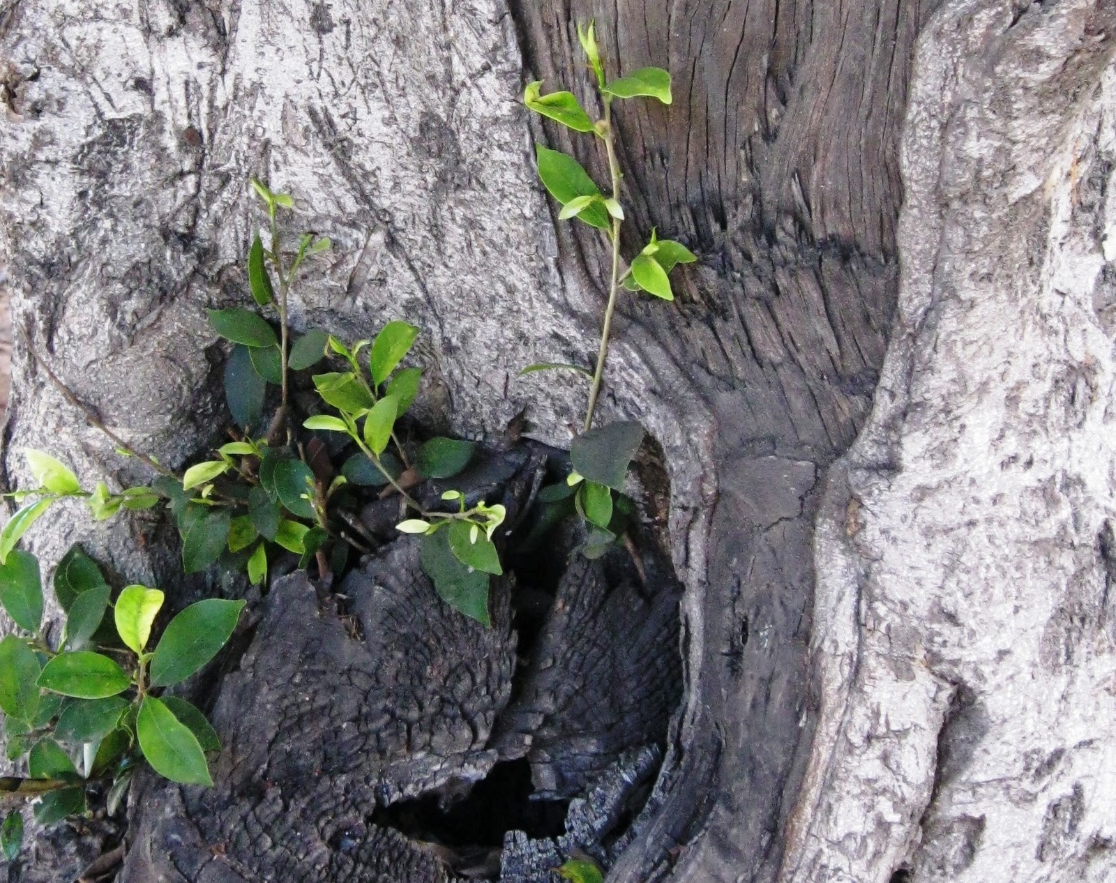 Bible Blog Your Life : Genesis 2: Tree of Renewed Life