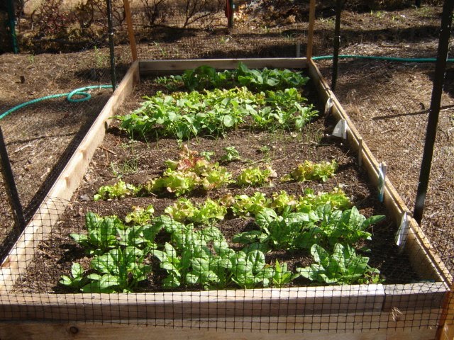 California Rural: THE VEGETABLE GARDEN PROJECT