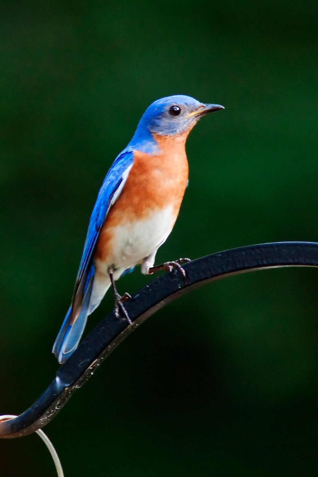 View from the Exerda: Baby Bluebirds Growing Up & First Daylily of the ...