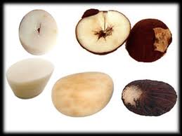 spor-a-blog: in the Amazon: Tagua Nut