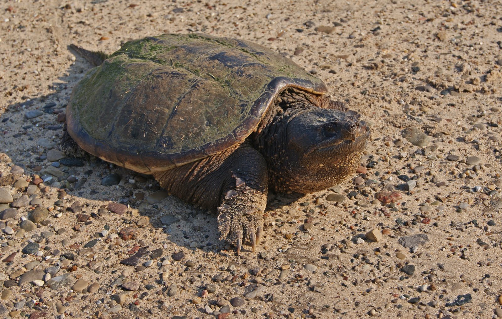 Haiku Koo-Koo: 7/1/10