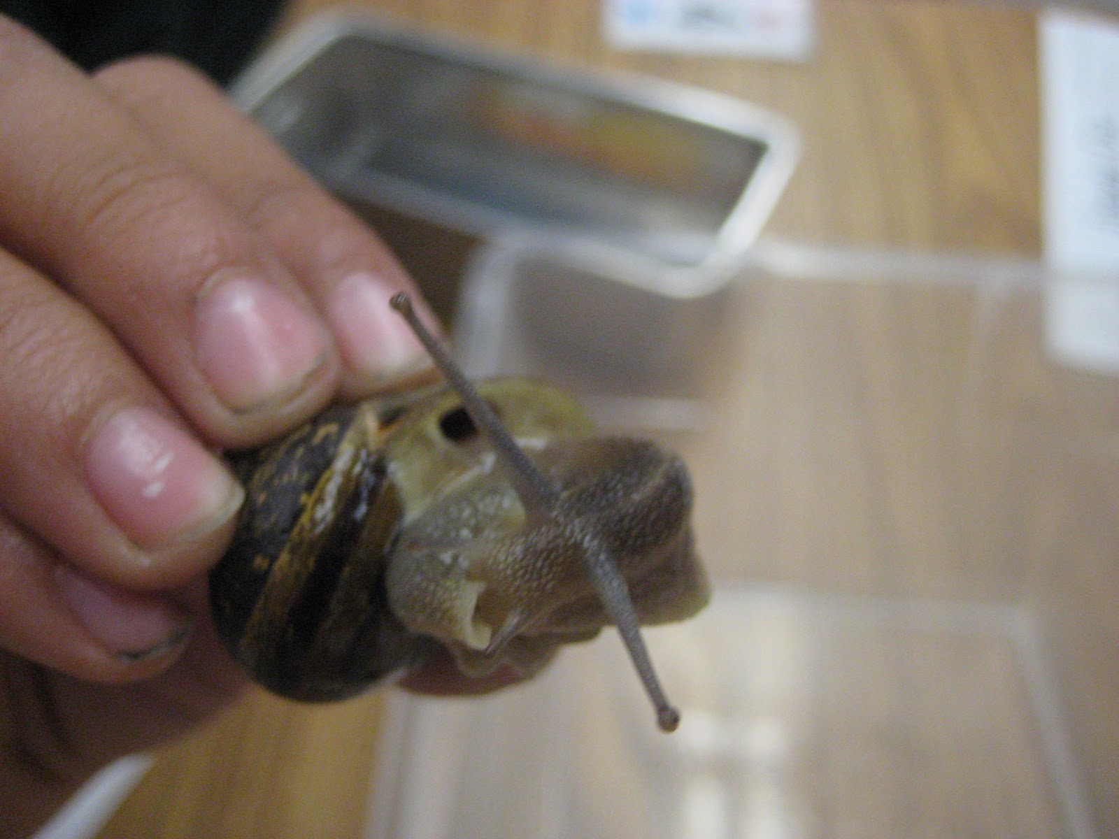 Finally in First: Live Snail Lab!