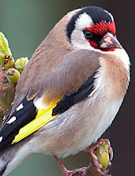 Anellament Científic dels ocells. Grup 03: Cadernera
