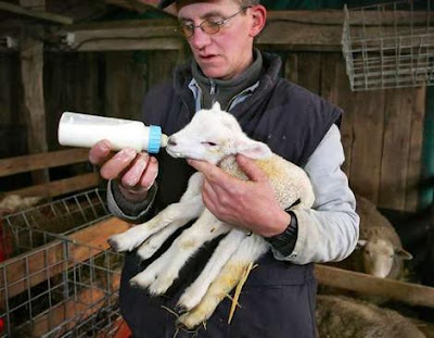 Shepherd's Notebook: A six-legged lamb